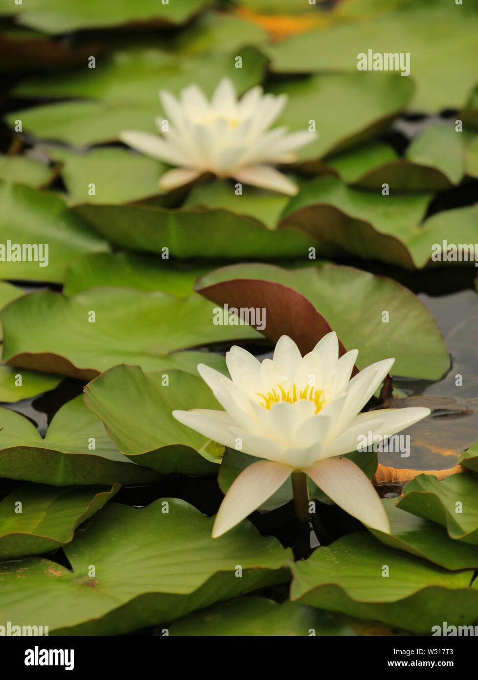 White Water Lily Bouquet