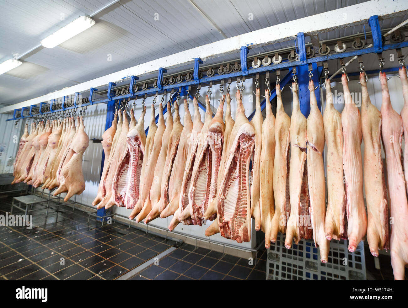 Pig carcasses cut in half stored in refrigerator room of food ...