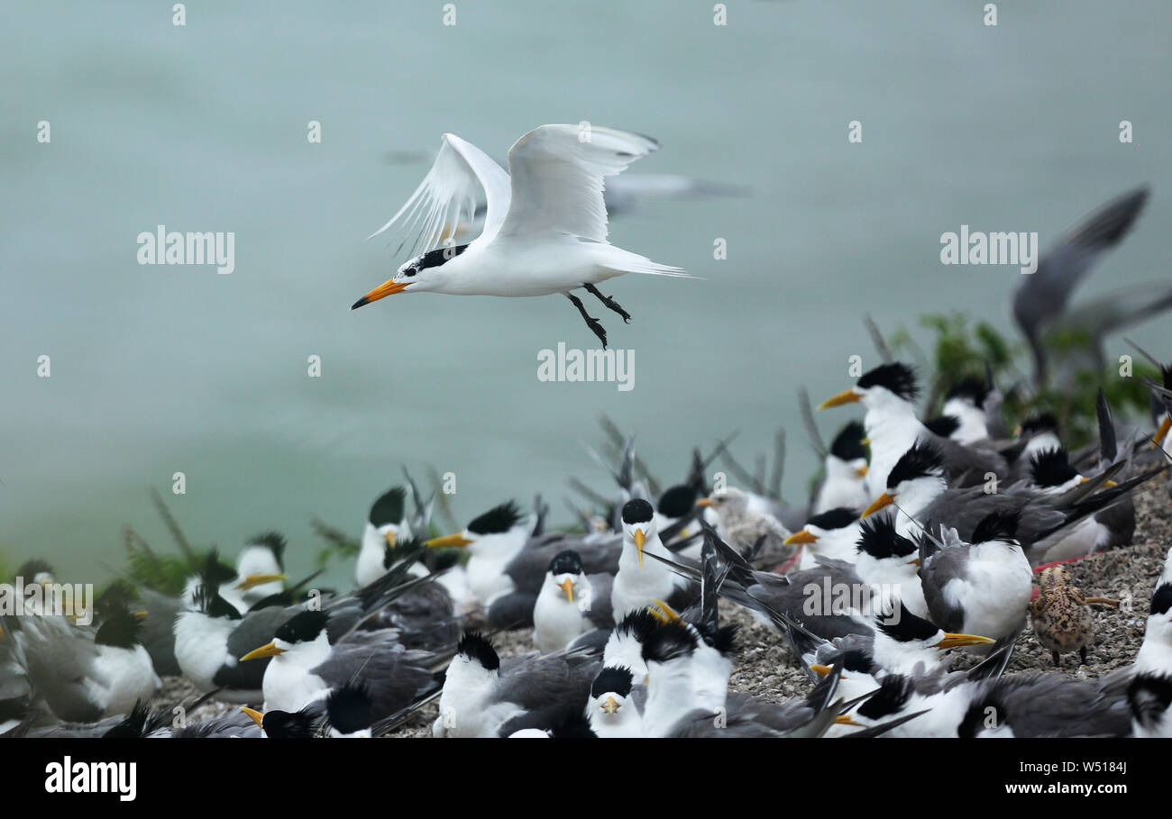 Tern species hi-res stock photography and images - Alamy