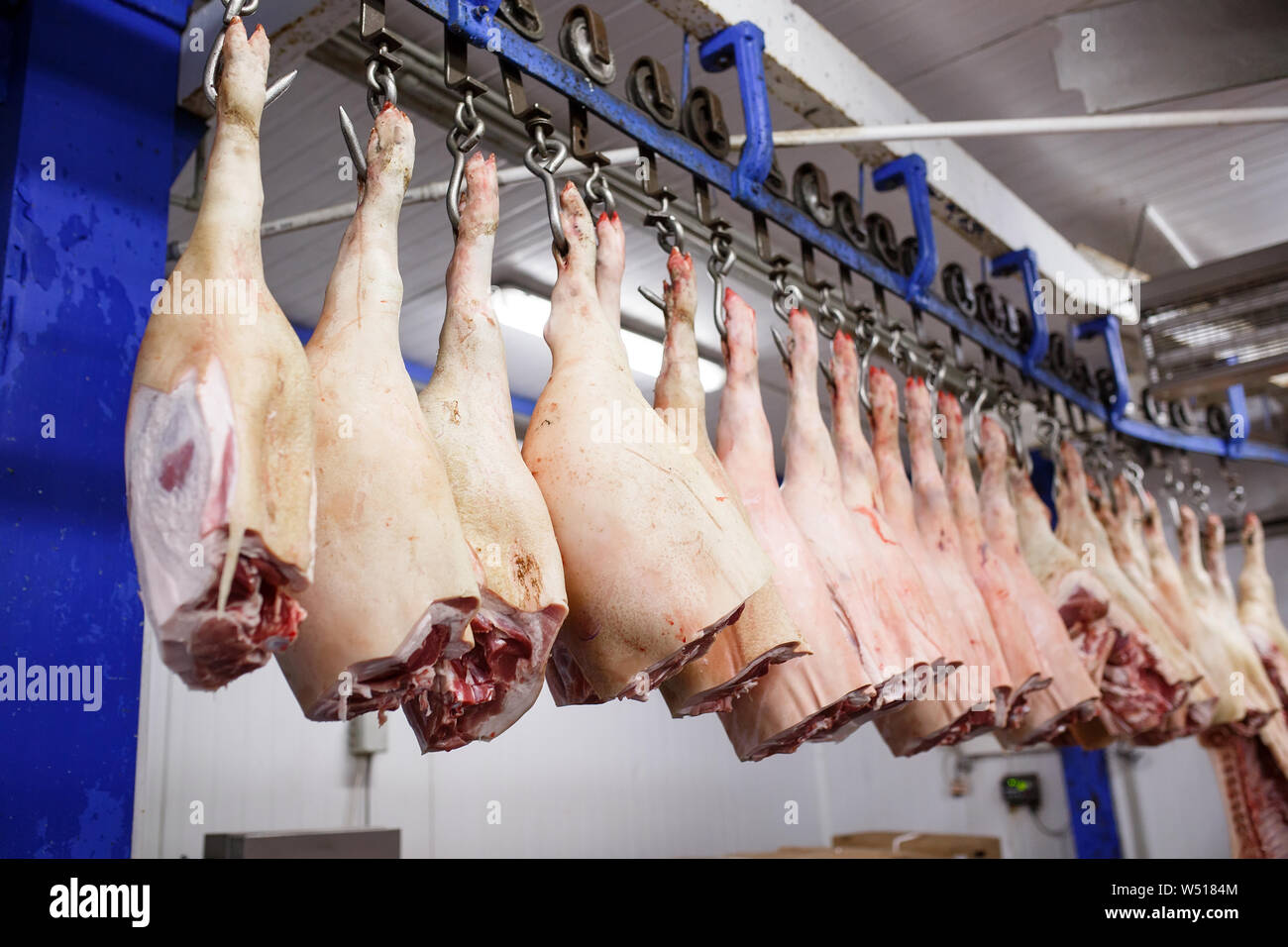 Pig carcasses cut in half stored in refrigerator room of food ...
