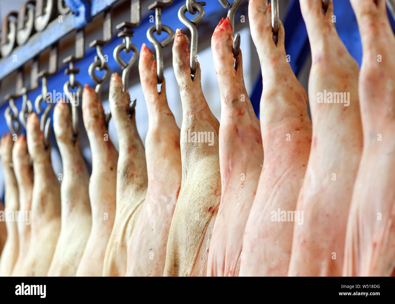 Pig carcasses cut in half stored in refrigerator room of food ...