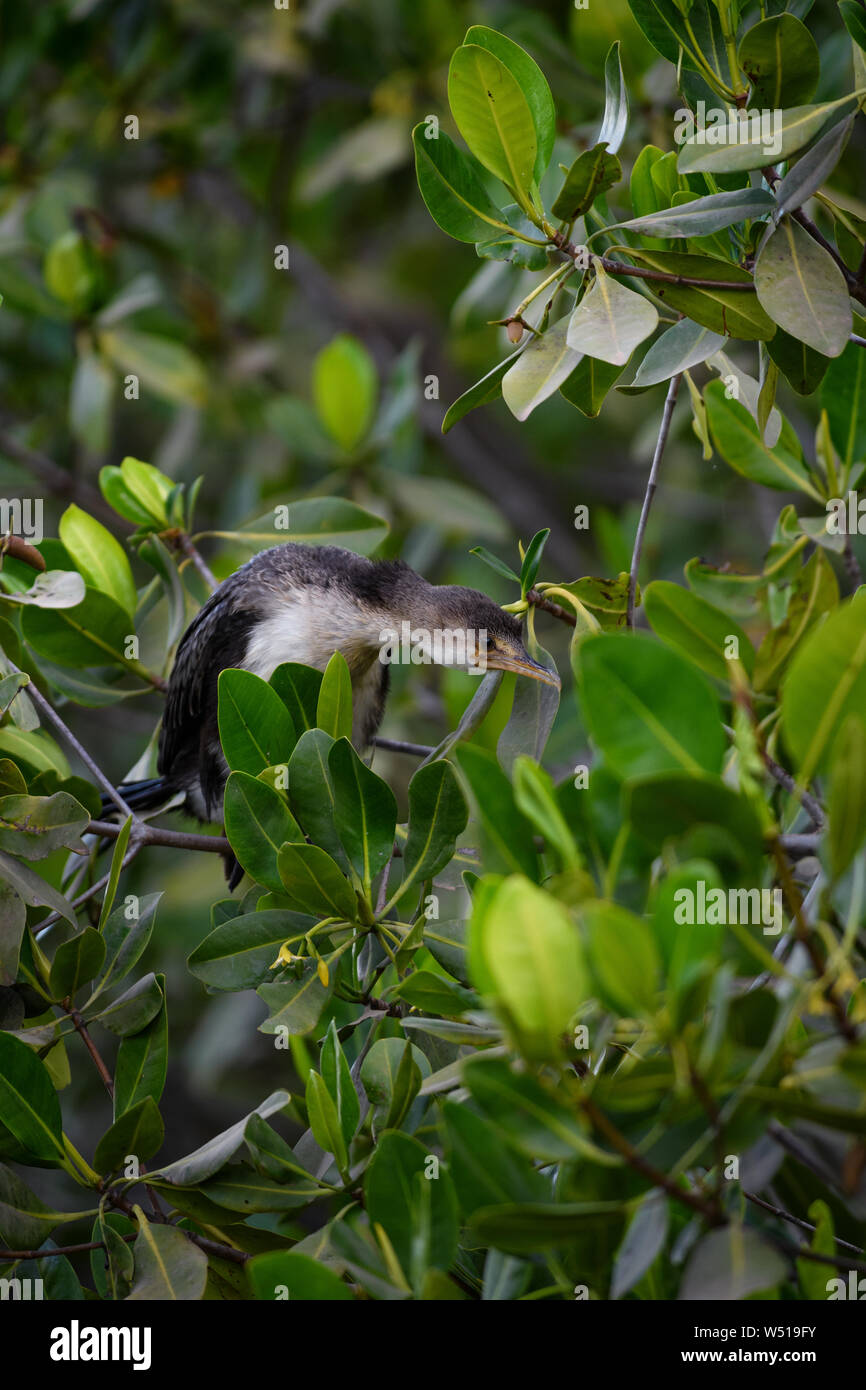 Reed Cormorant - Microcarbo africanus, beautiful cormorant from African ...