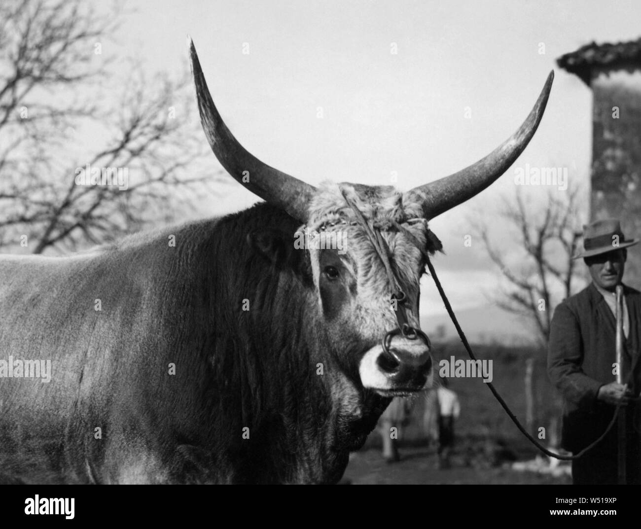 Bovine bull hi-res stock photography and images - Alamy