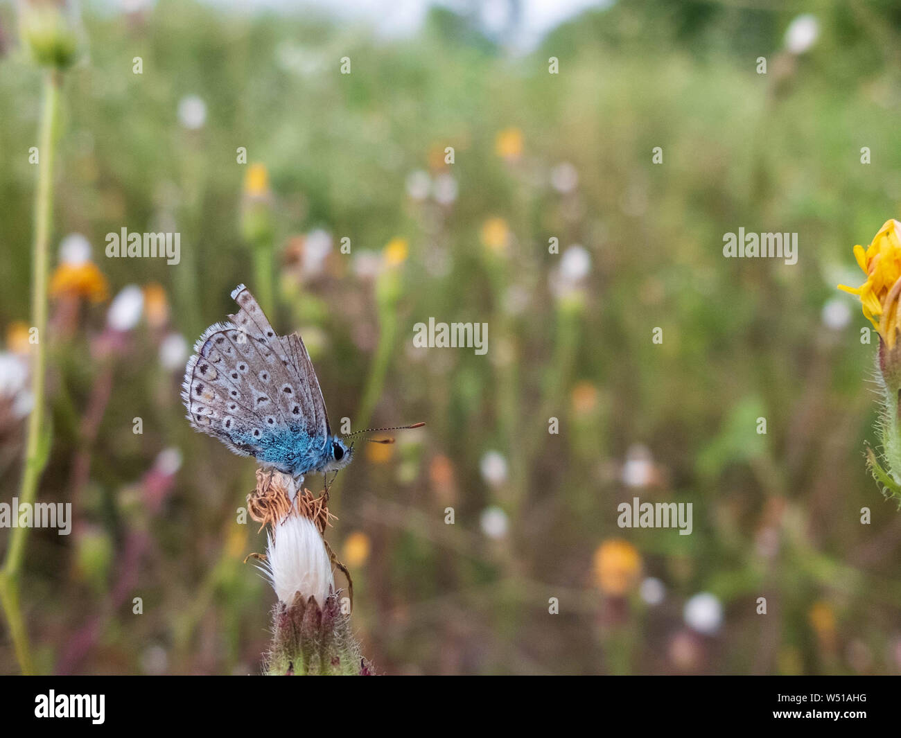 Little blue butterfly sitting on a wild-growing plant flower. Narrow ...