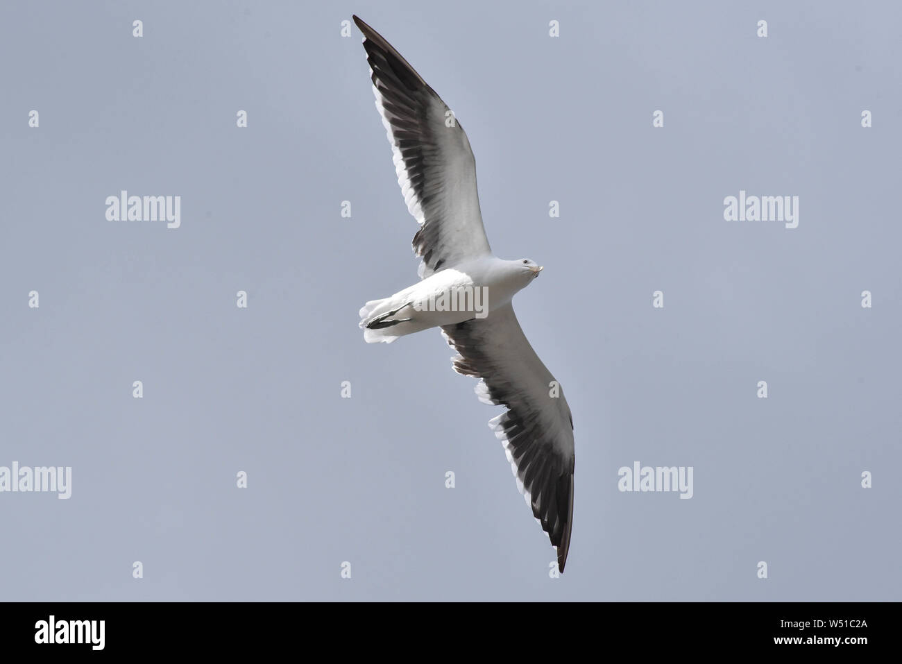 seagull soaring overhead Stock Photo - Alamy