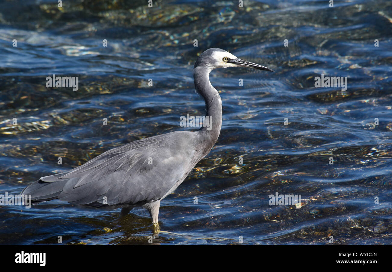 Crane waiting for fish hi-res stock photography and images - Alamy