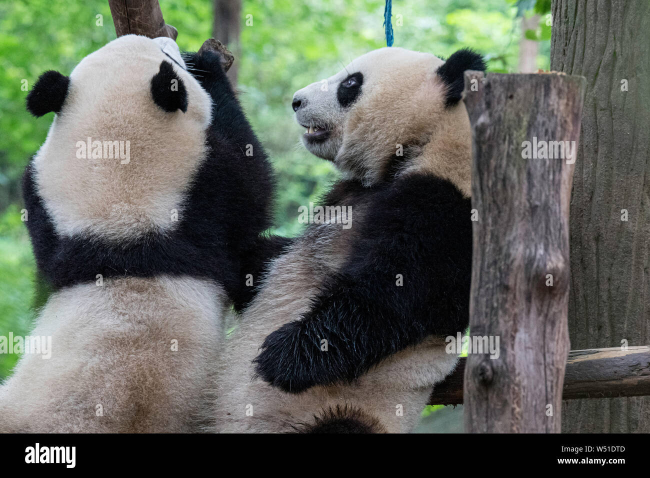 Panda Paws, bears playing, day, chengdu, china Stock Photo - Alamy