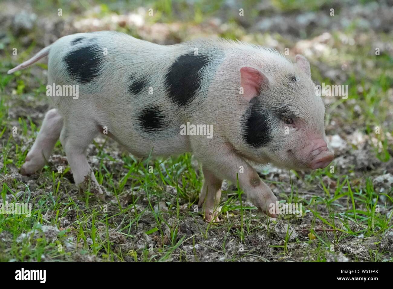 Mini Pig