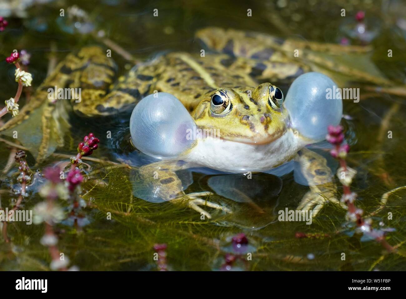 Green frog (Rana esculenta) with sound bubble, France Stock Photo - Alamy