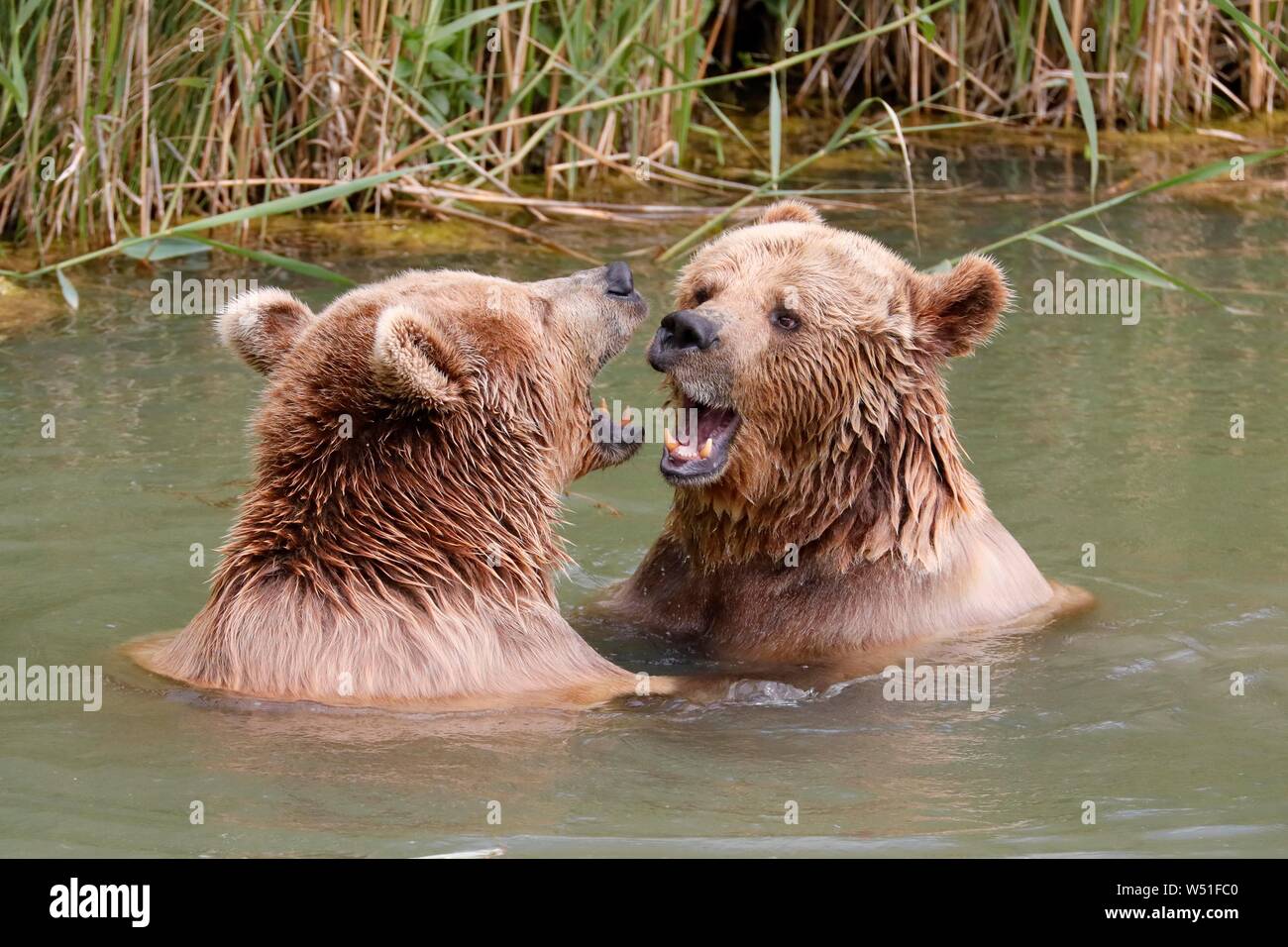 Two Brown bears (Ursus arctos) bathe in the pond, France Stock Photo ...