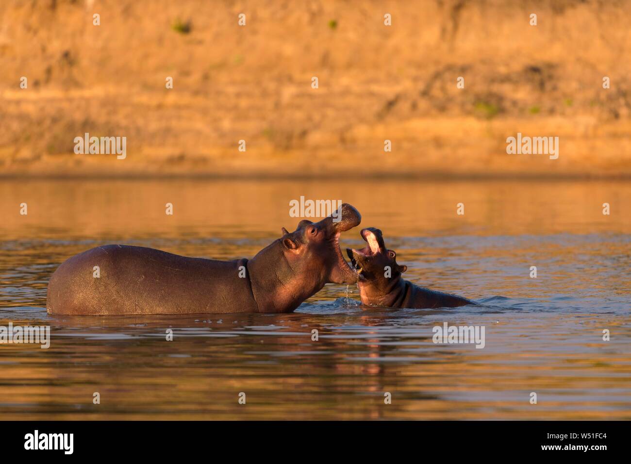 Hippos (Hippopotamus amphibius) in the water, playing, playing, mother ...