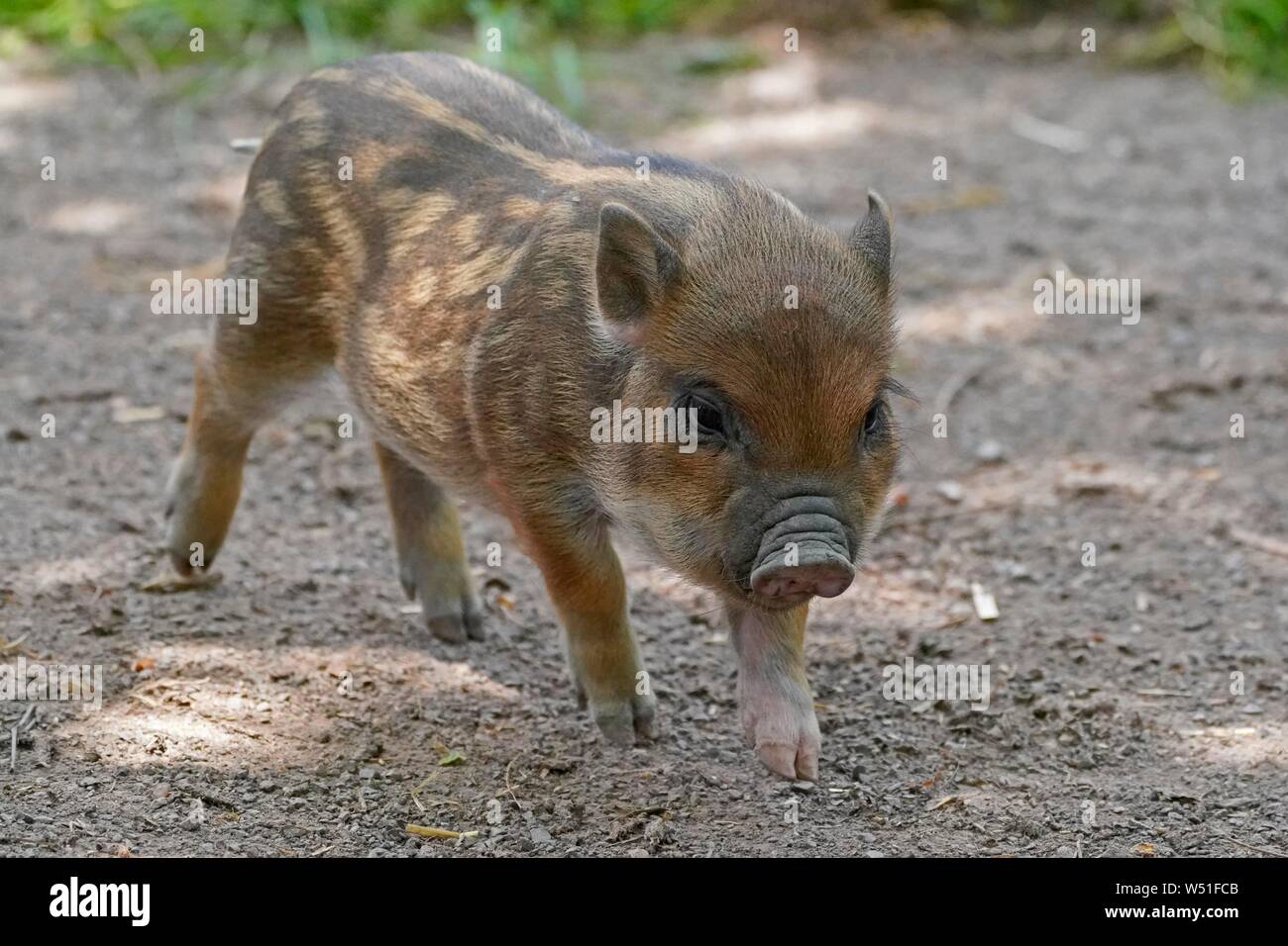 Pig and piglet hi-res stock photography and images - Alamy