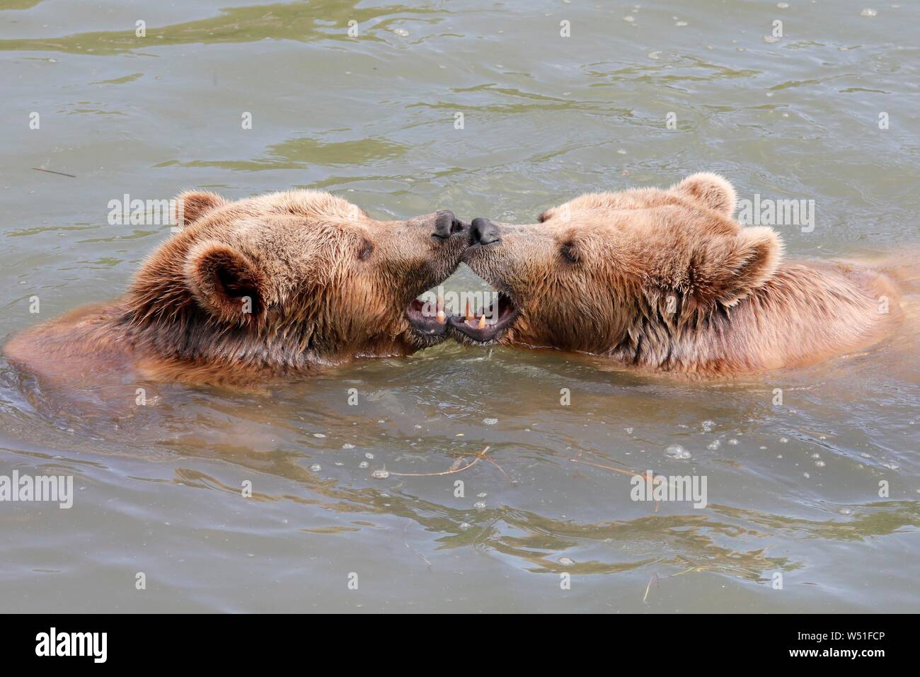 Two Brown bears (Ursus arctos) bathe in the pond, France Stock Photo ...