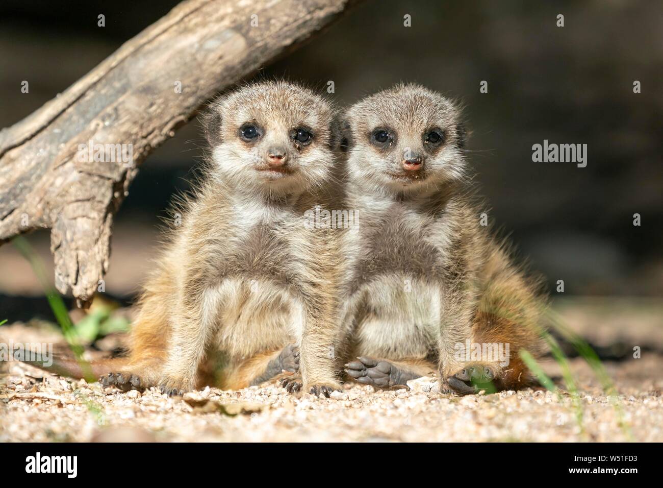 Animals of germany hi-res stock photography and images - Alamy