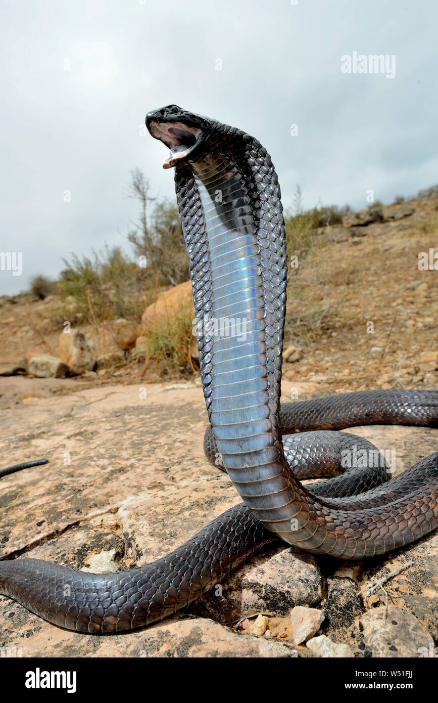 Poisonous snake cobra morocco hi-res stock photography and images - Alamy