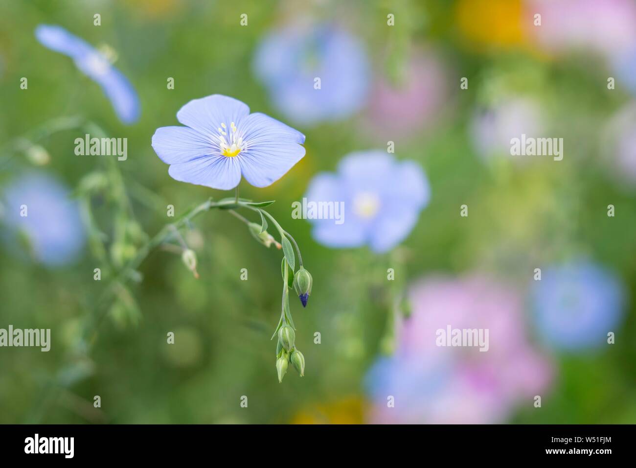 Blue flax flowers hi-res stock photography and images - Alamy