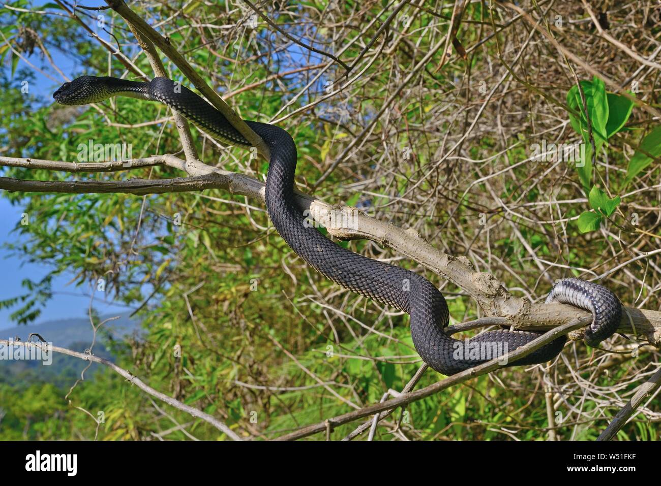 Mangrove pit viper (Trimeresurus purpureomaculatus) climbing in tree ...