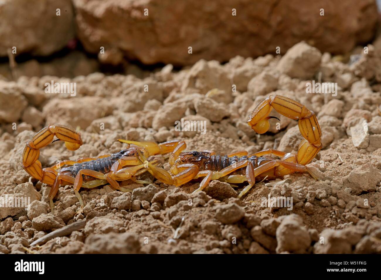 Moroccan scorpion (Buthus mardochei), pair at mating, Morocco Stock ...