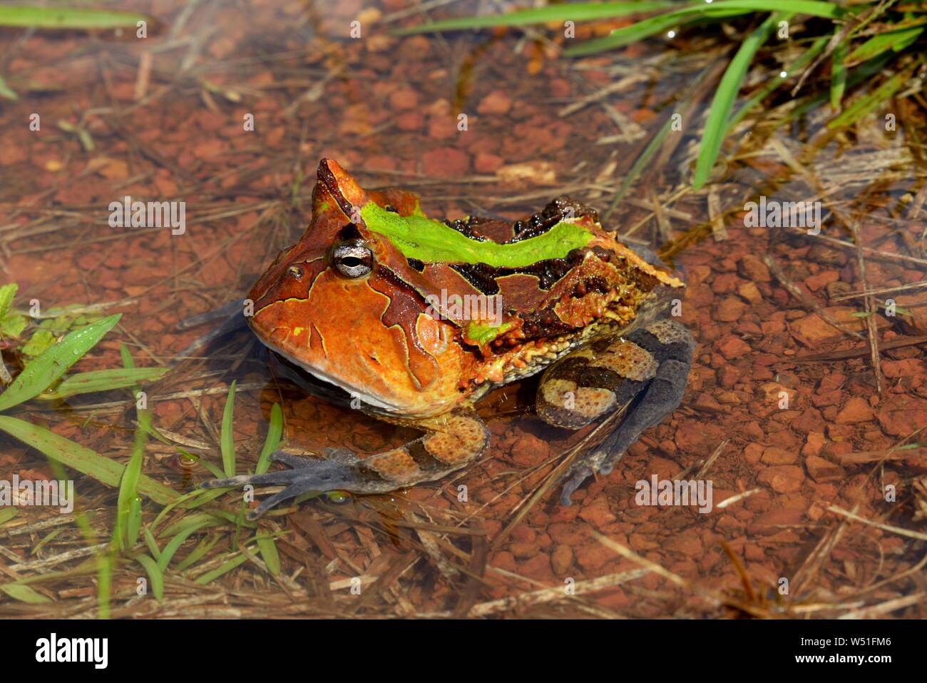 Amazonian horned frog ceratophrys cornuta hi-res stock photography and ...