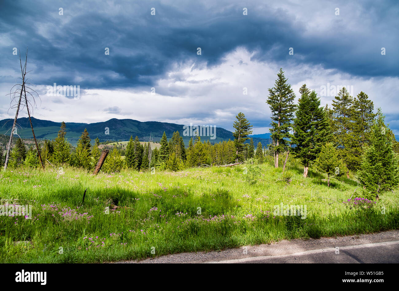 Yellowstone forest and trees against stormy sky Stock Photo - Alamy