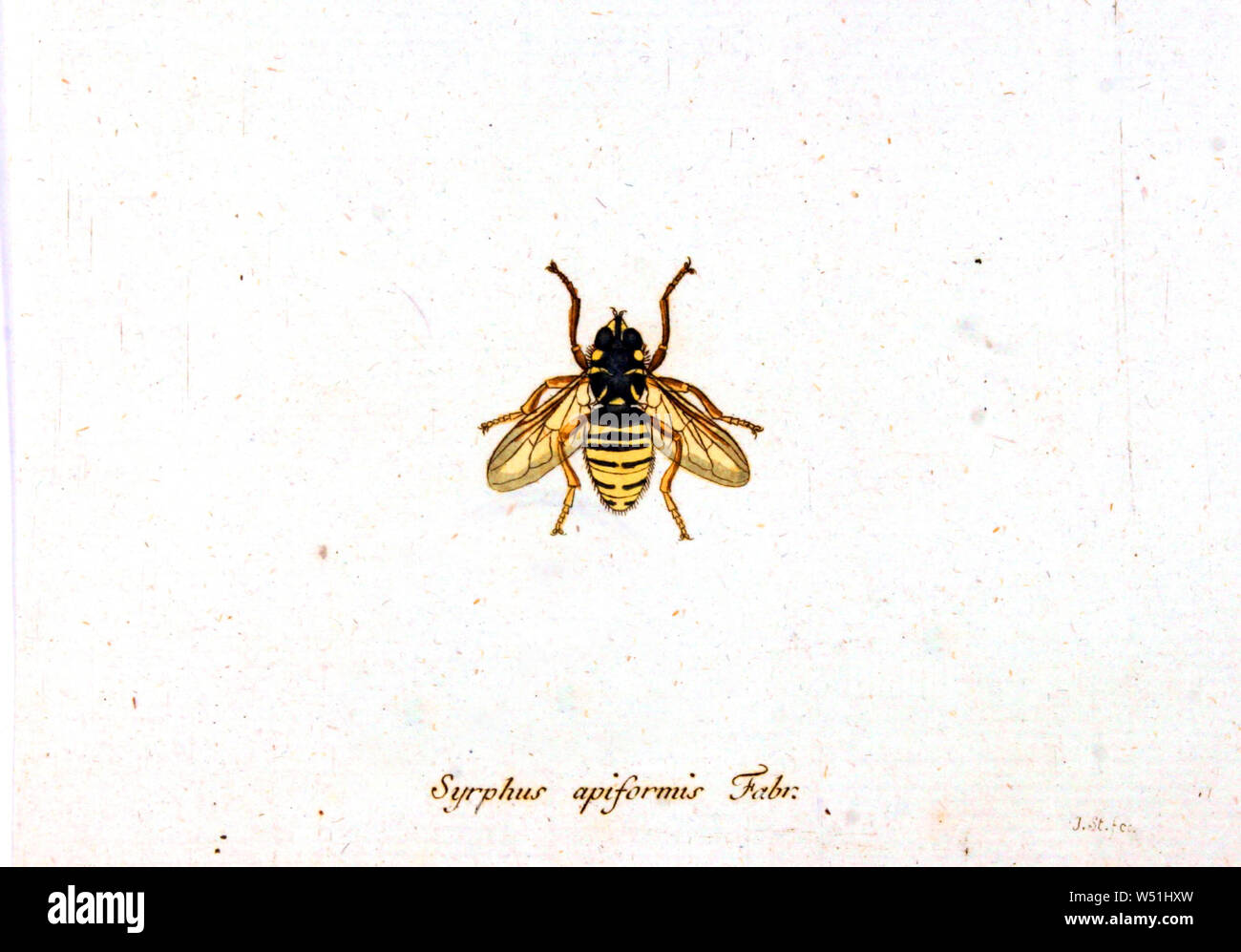 Bee illustration vintage hi-res stock photography and images - Alamy