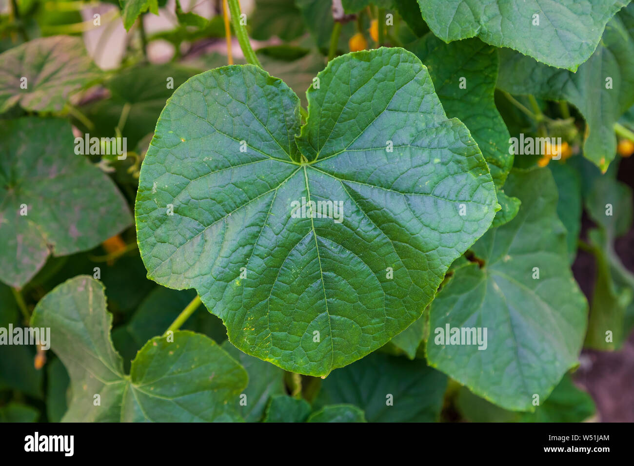 Close-up on a large green leaf of a cucumber plant performing ...