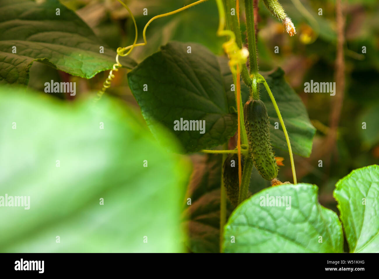 Green cucumber hanging on the garden in a greenhouse during crop growth ...