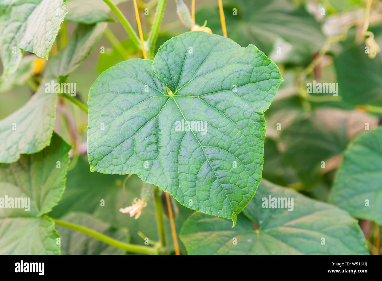 Close-up on a large green leaf of a cucumber plant performing ...