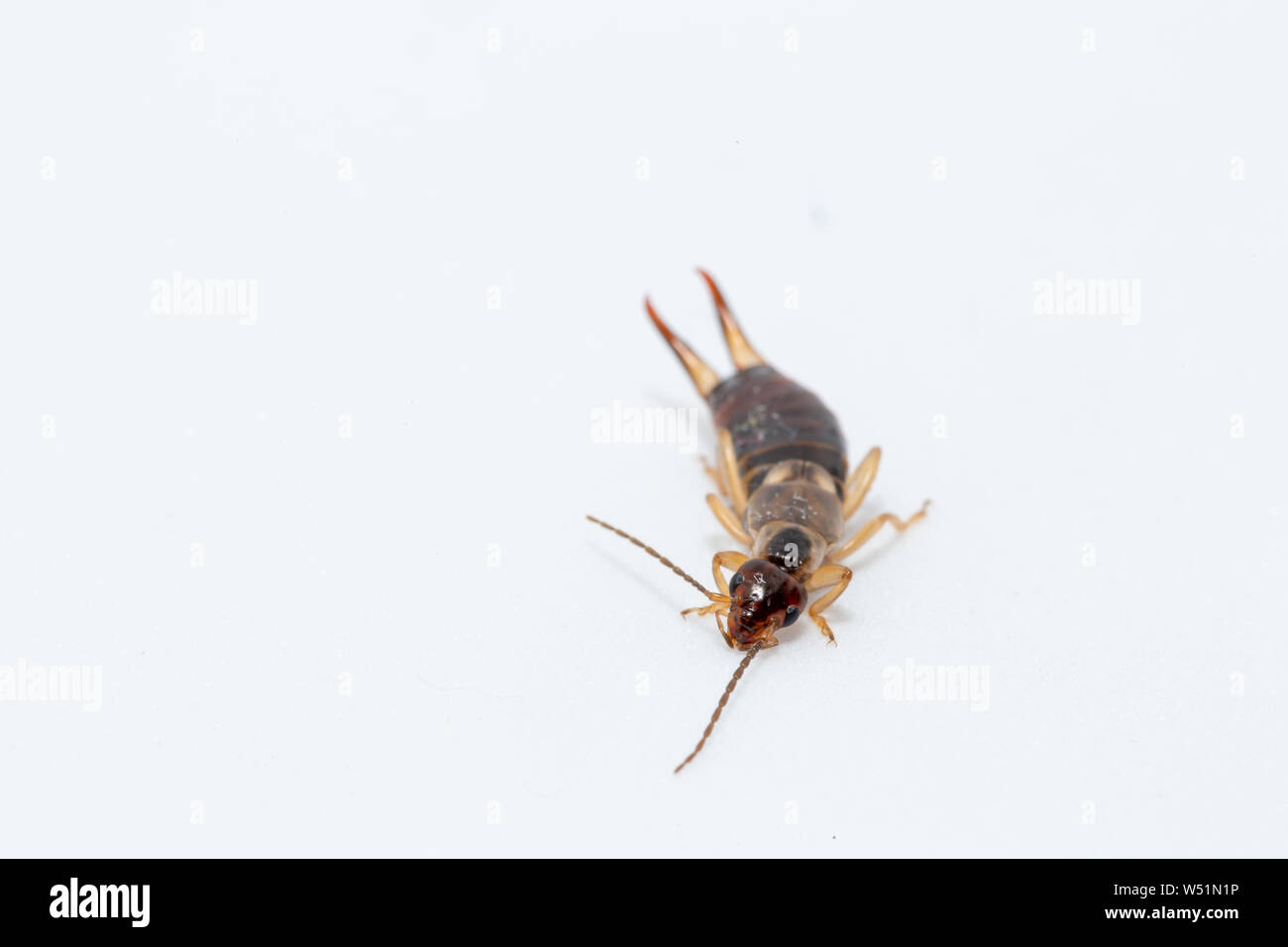 earwig insect on a white background macro close up Stock Photo - Alamy