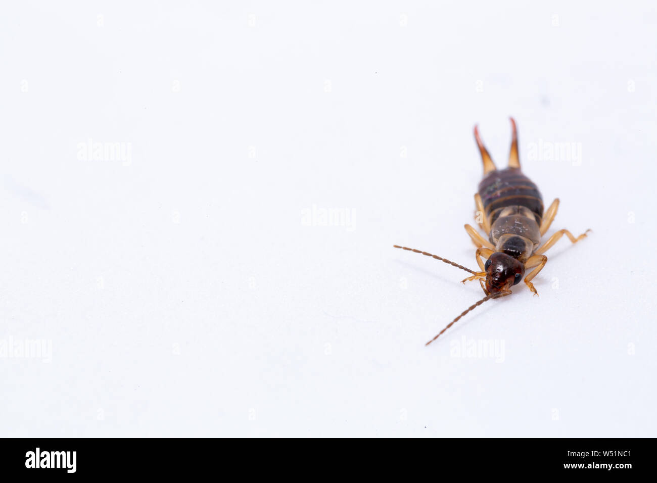 earwig insect on a white background macro close up Stock Photo - Alamy