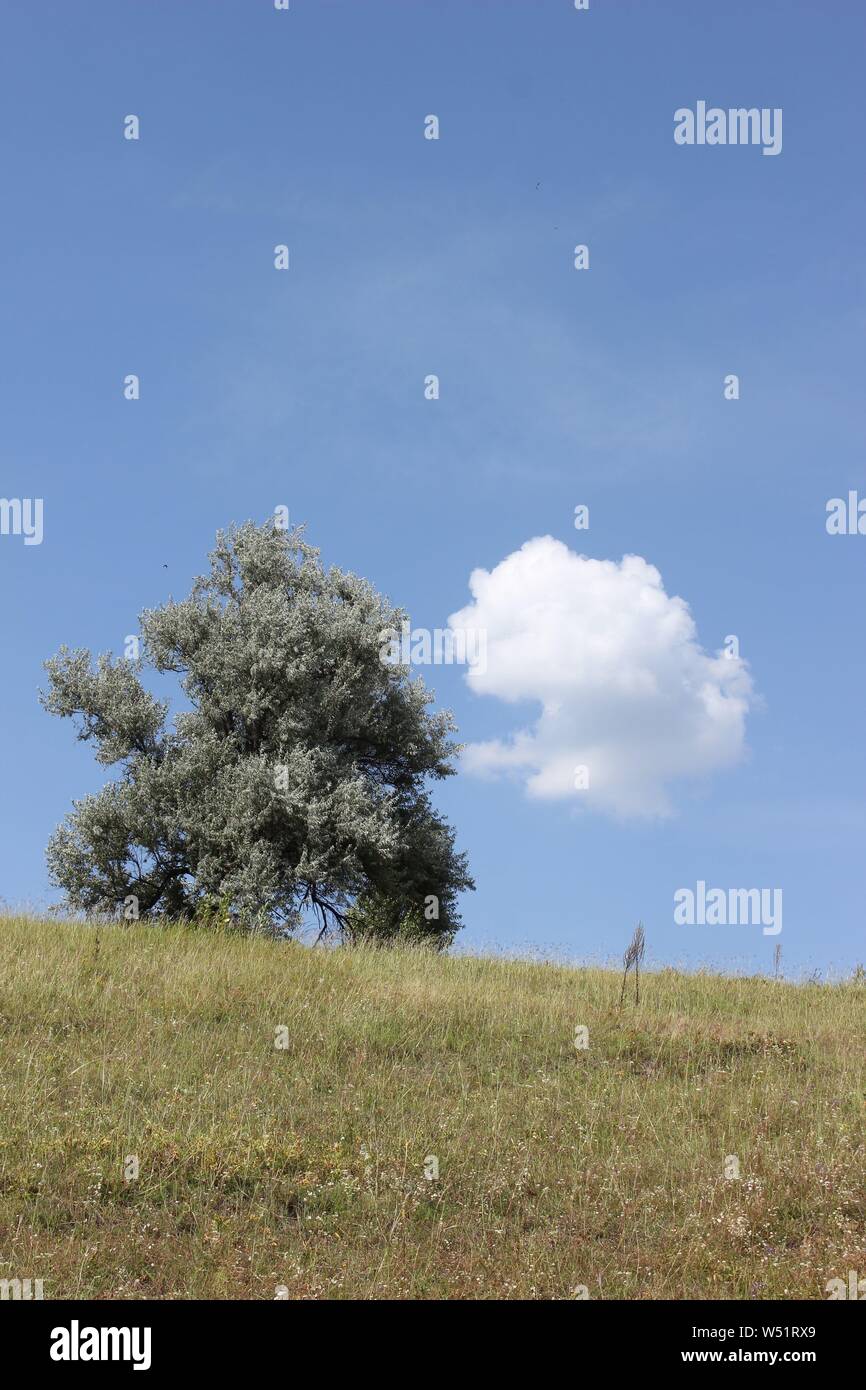 Cloud and tree hi-res stock photography and images - Alamy