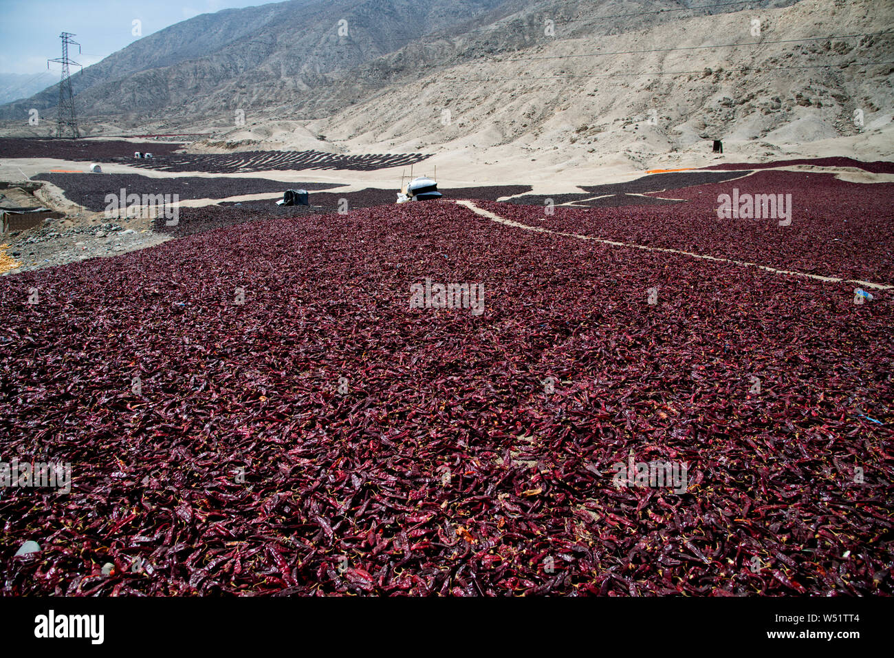 Chimoya Fruit Stall,Chimoya Fruit,Sweet Tasting,Unusual,Chiquian ...