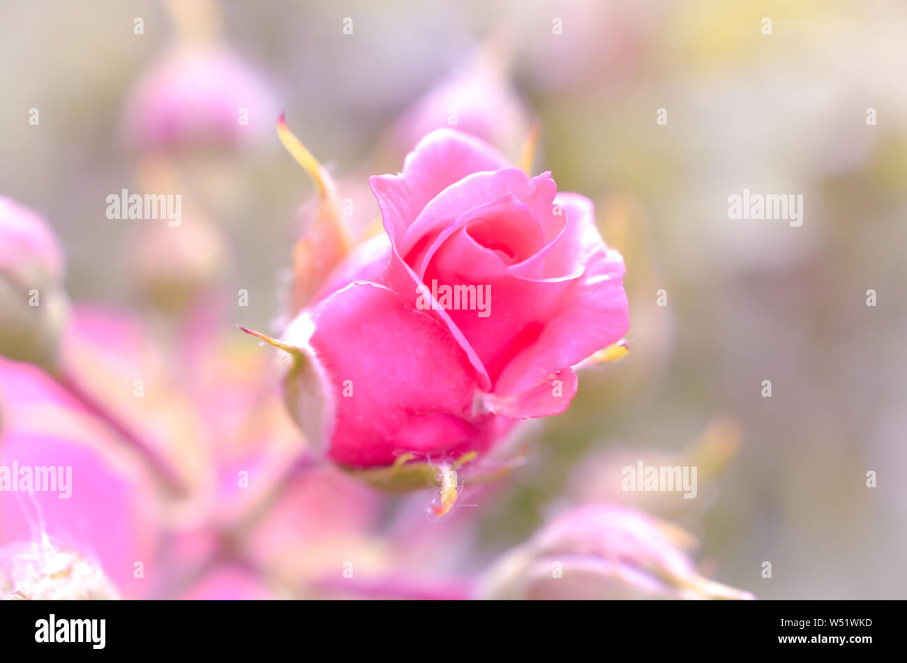 Natural light macro hi-res stock photography and images - Alamy