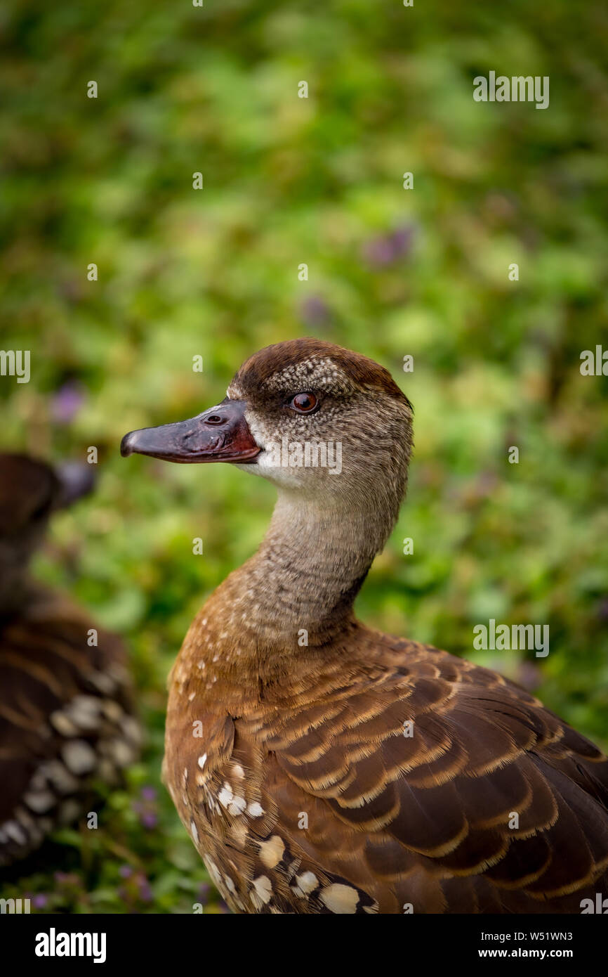 West Indian Whistling Duck at Slimbridge Stock Photo - Alamy