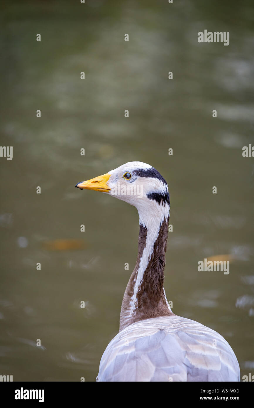 Bar-headed Geese at Slimbridge Stock Photo - Alamy