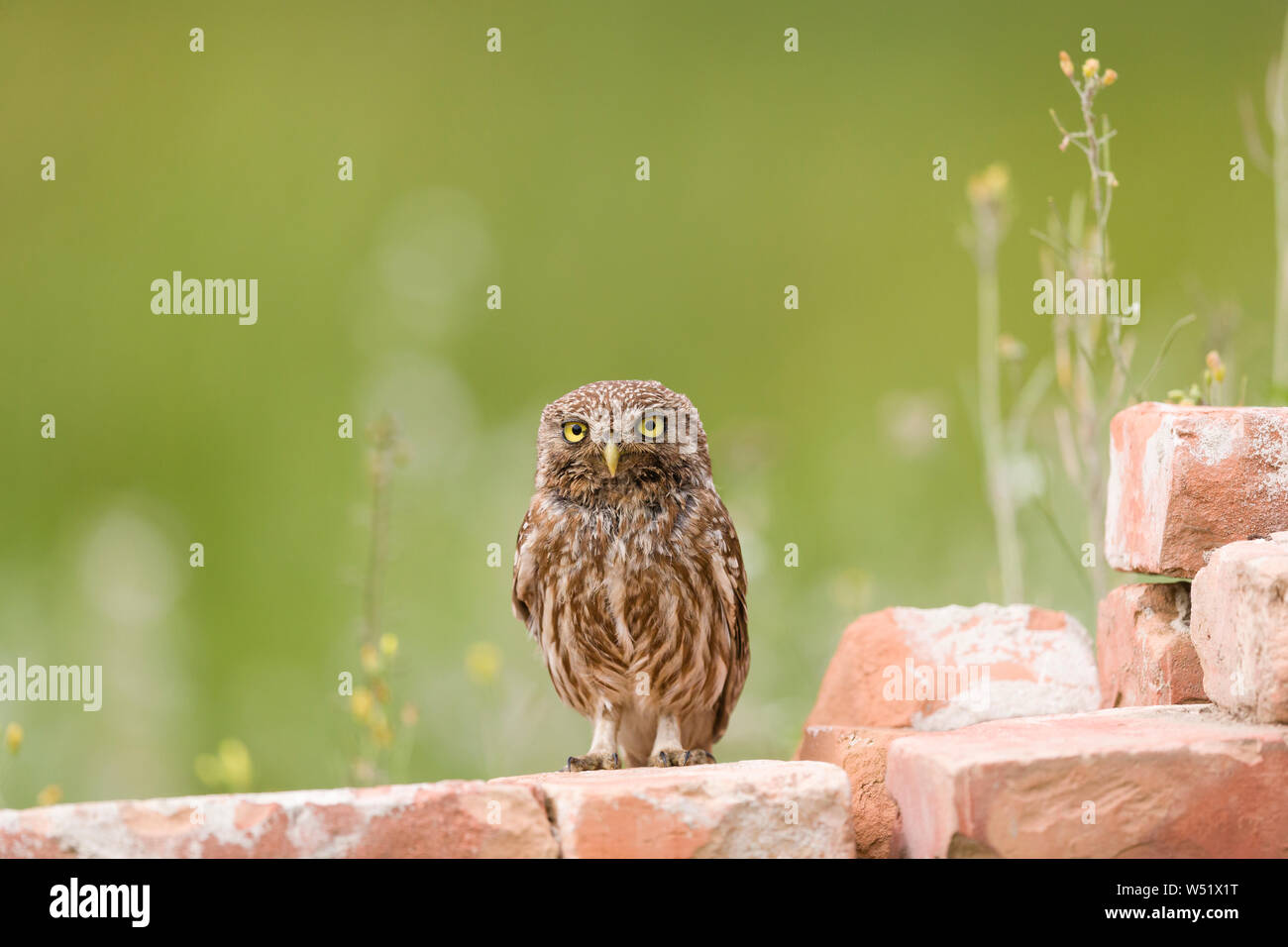 Little owl in the Danube Delta Romania Stock Photo - Alamy