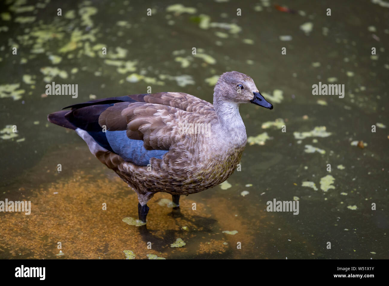 Blue-winged Goose at Slimbridge Stock Photo - Alamy