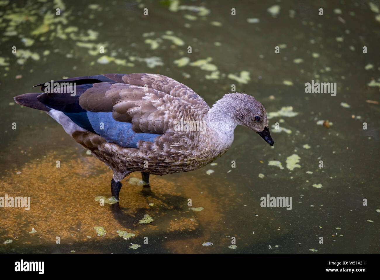Blue winged goose hi-res stock photography and images - Alamy