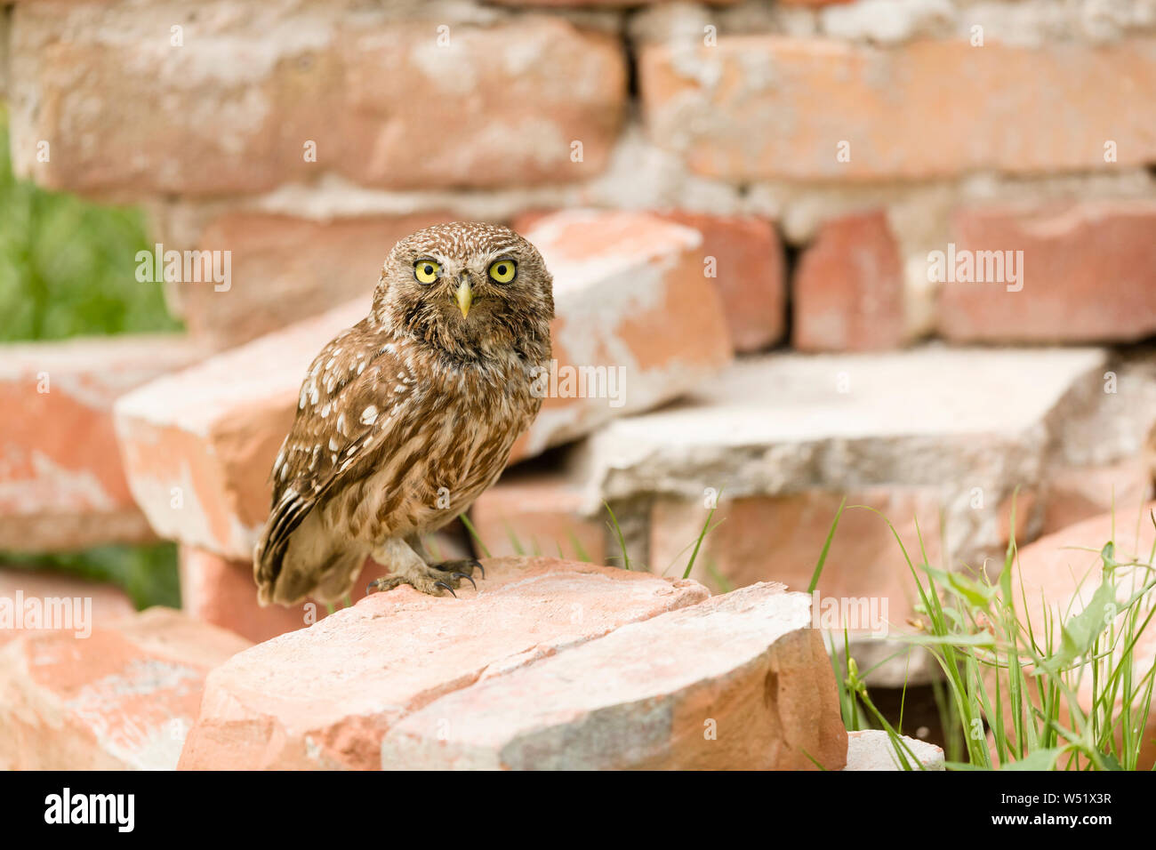 Little owl in the Danube Delta Romania Stock Photo - Alamy