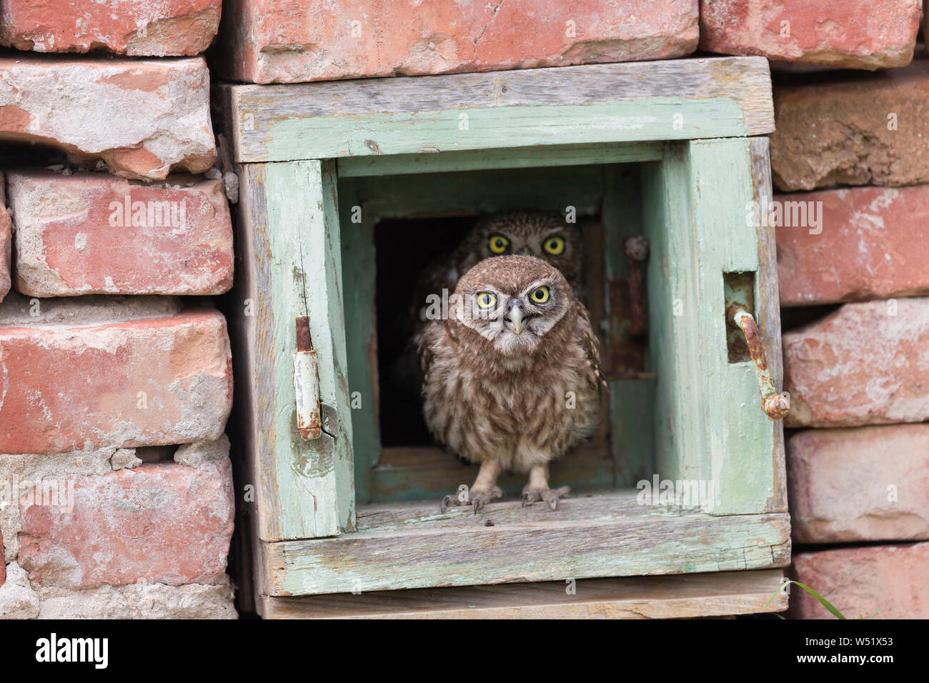 Little owl in the Danube Delta Romania Stock Photo - Alamy