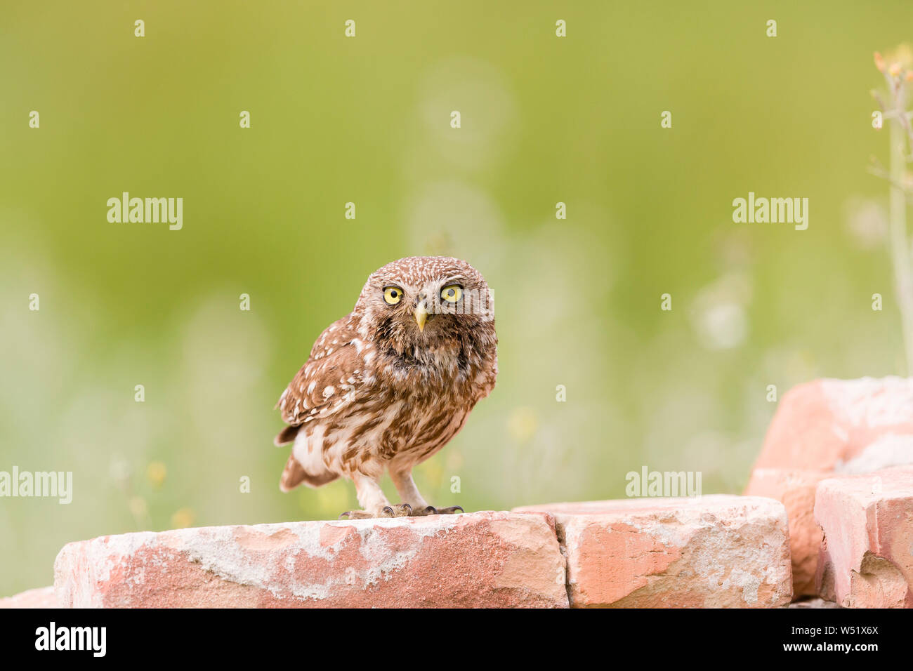 Little owl in the Danube Delta Romania Stock Photo - Alamy
