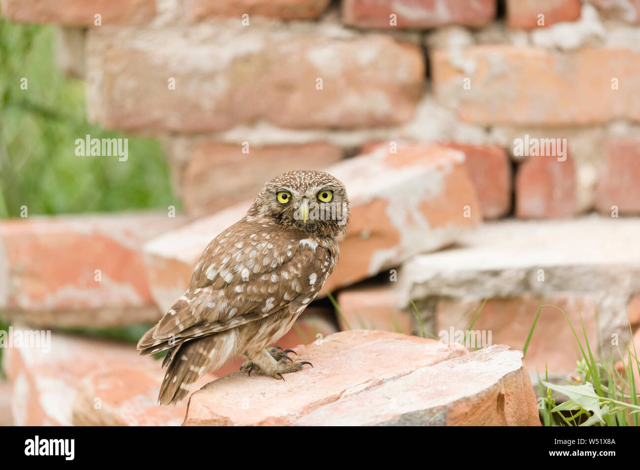 Little owl in the Danube Delta Romania Stock Photo - Alamy