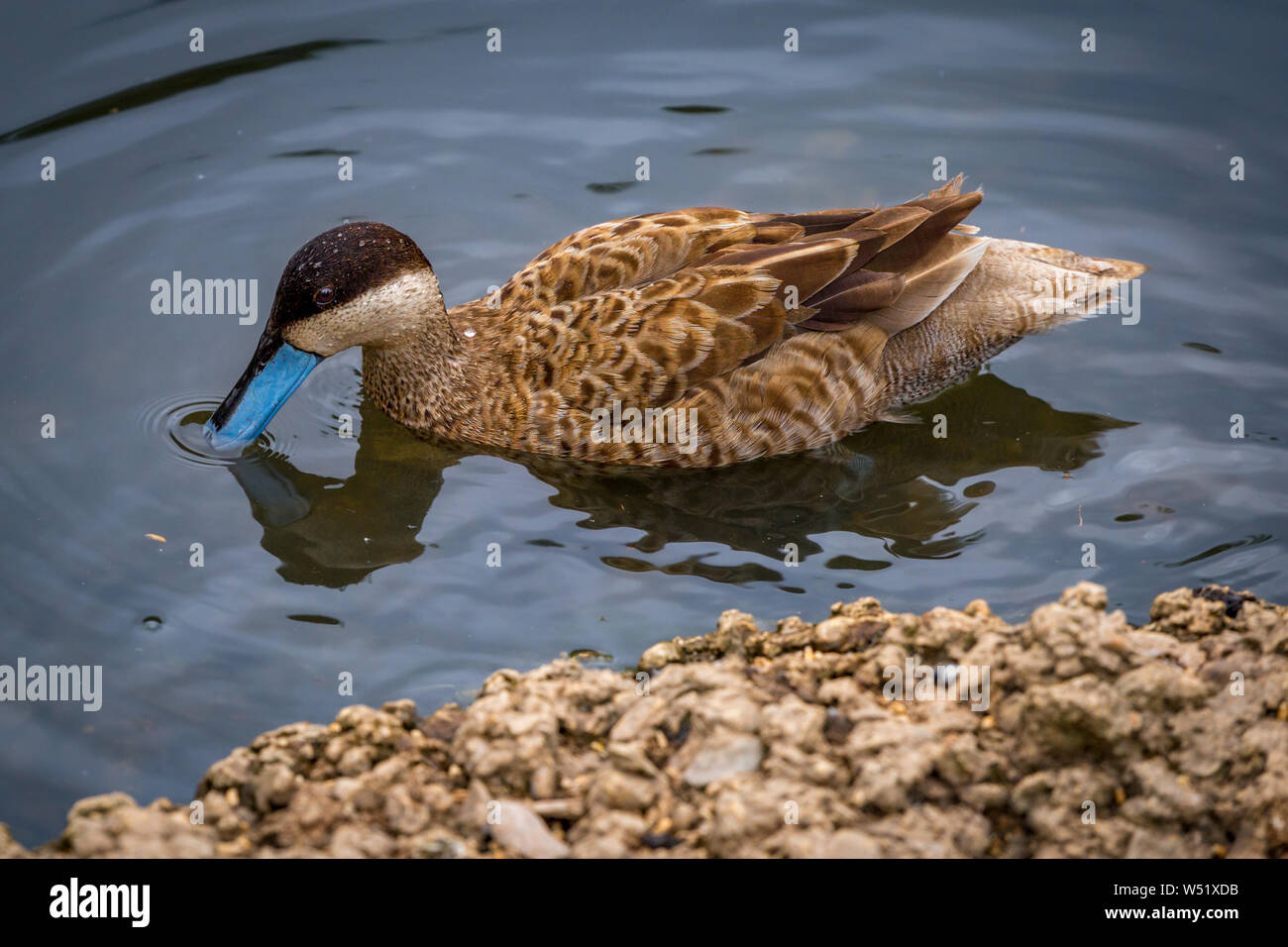 Puna teal anas puna hi-res stock photography and images - Alamy