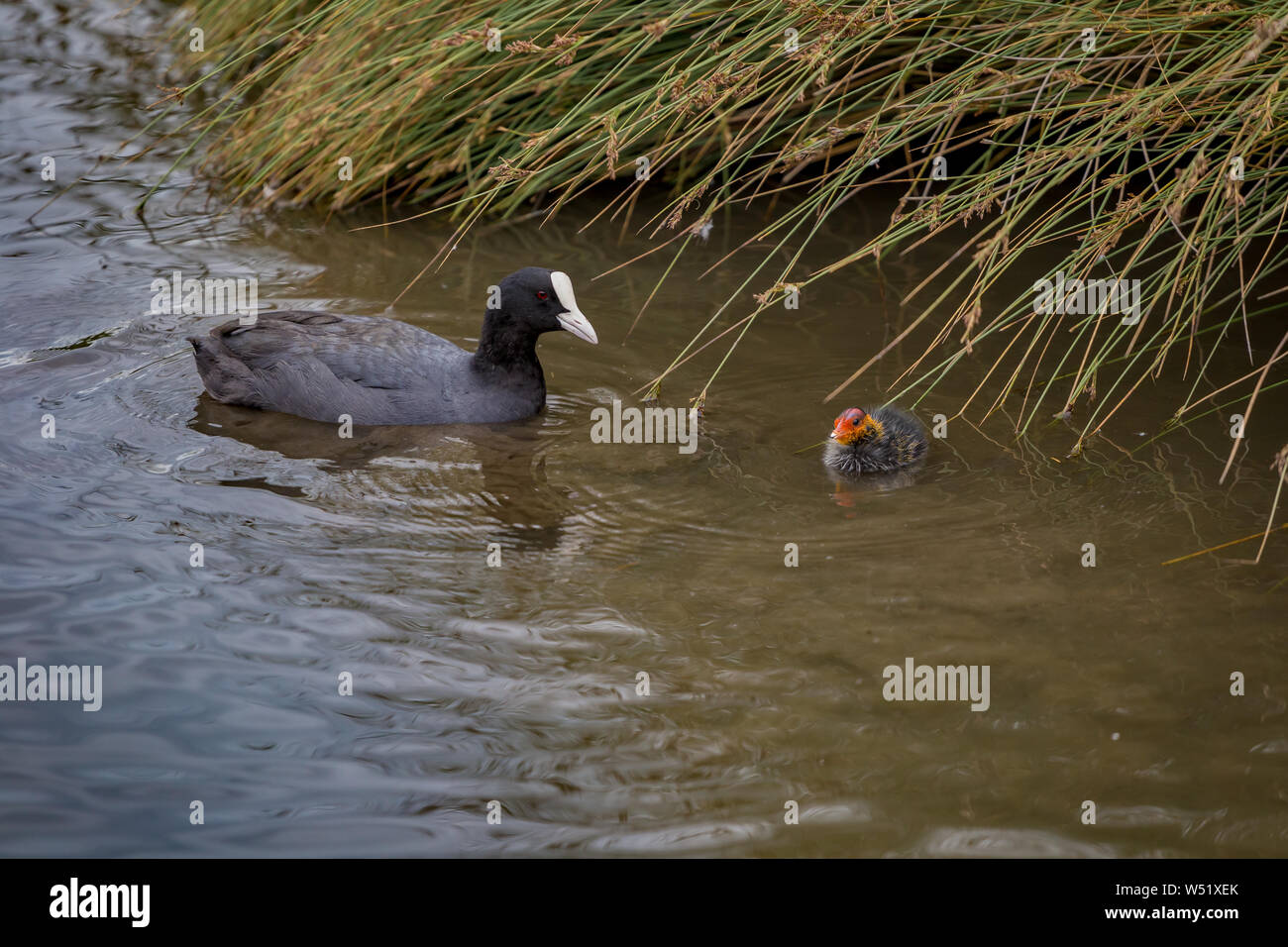 Coot at Slimbridge Stock Photo - Alamy