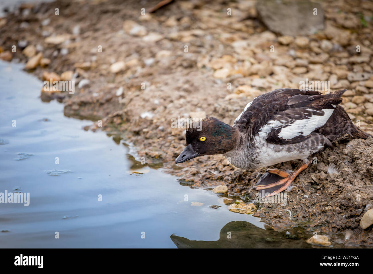 Common Goldeneye at Slimbridge Stock Photo - Alamy
