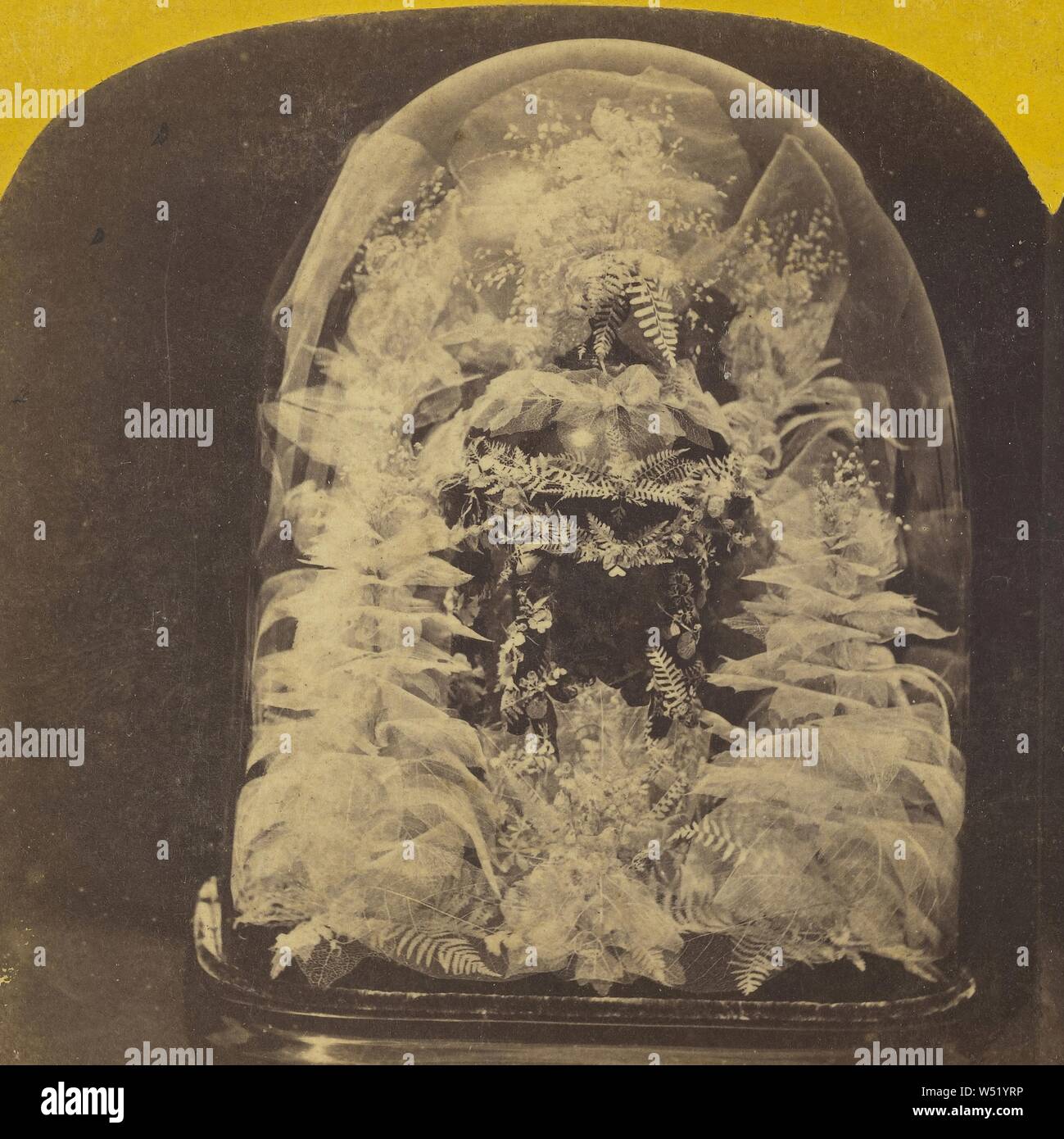 Beautiful Study in Skeleton Leaves., Edward and Henry T. Anthony & Co ...