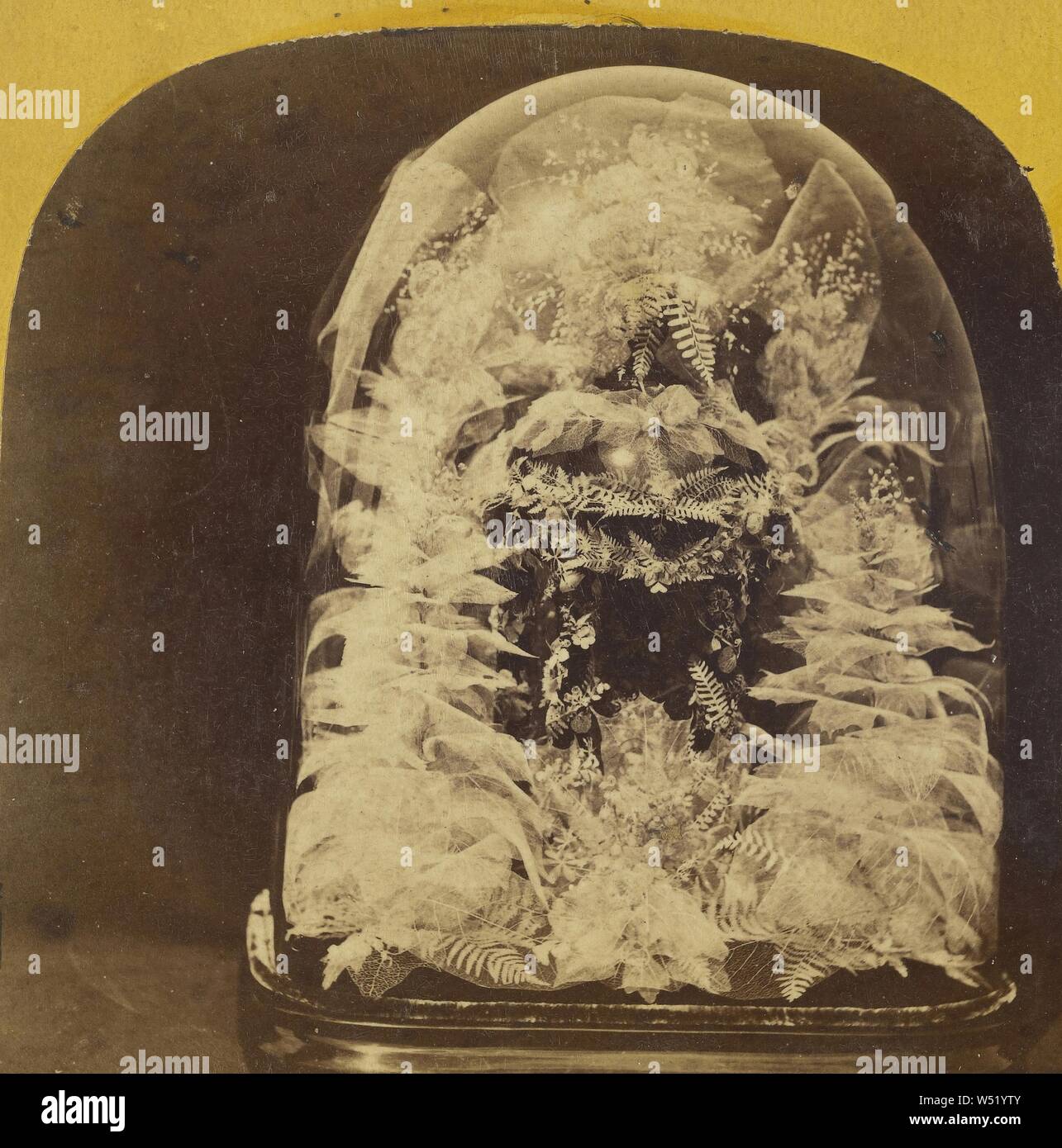 Beautiful Study in Skeleton Leaves., Edward and Henry T. Anthony & Co ...