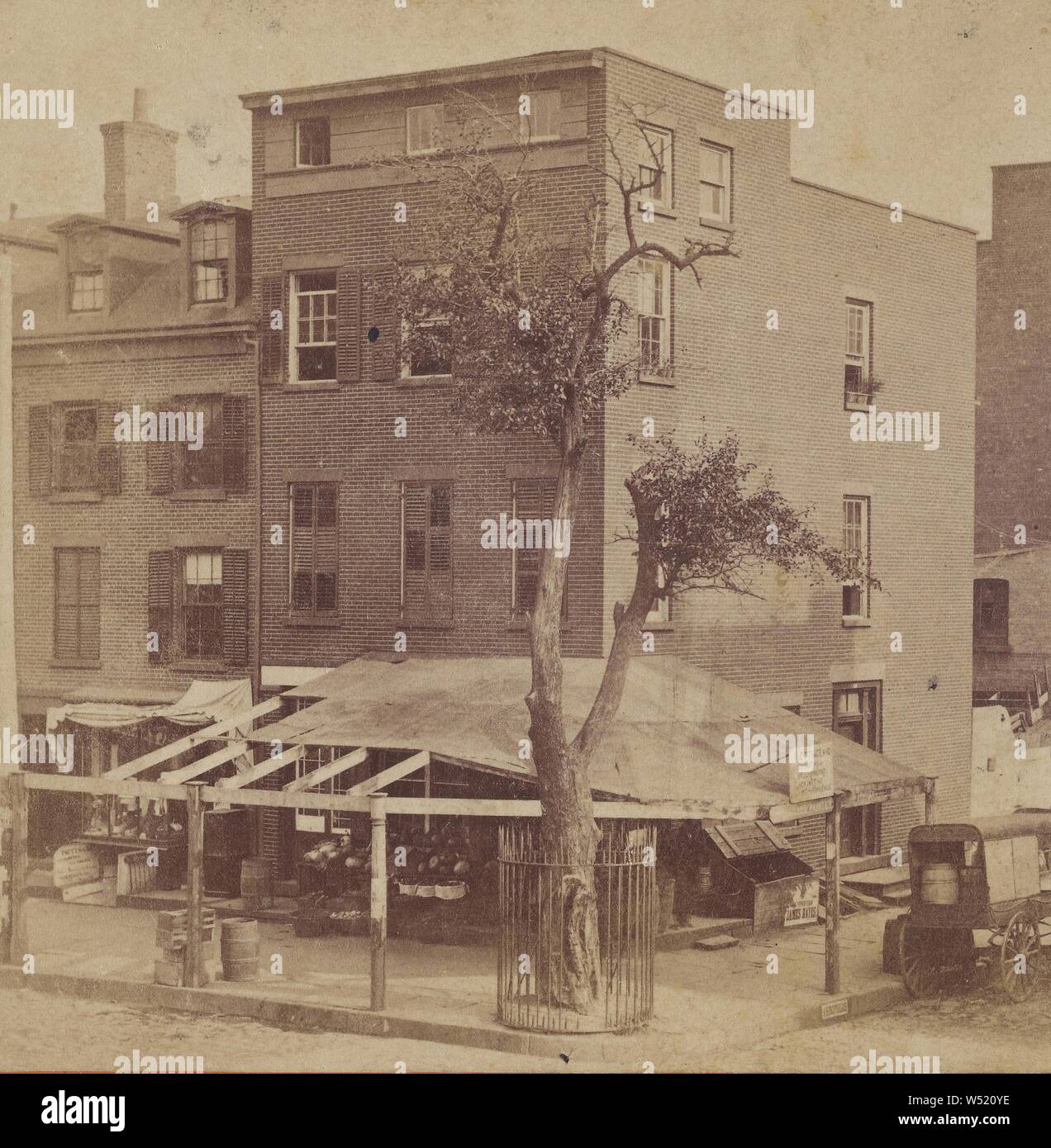 Old stuyvesant pear tree hi-res stock photography and images - Alamy