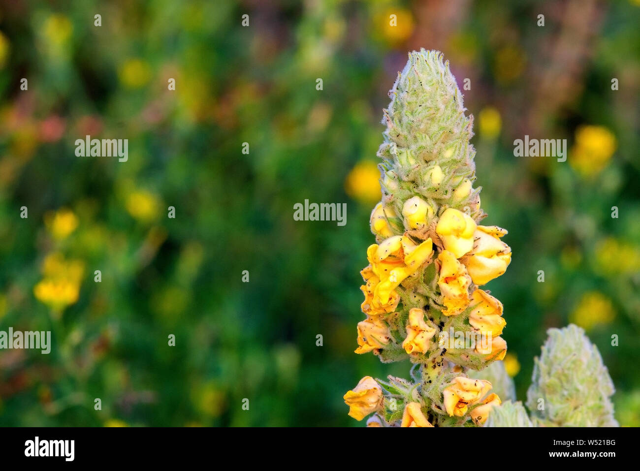 Common mullein or Verbascum thapsus flower. Low depth of field photo ...