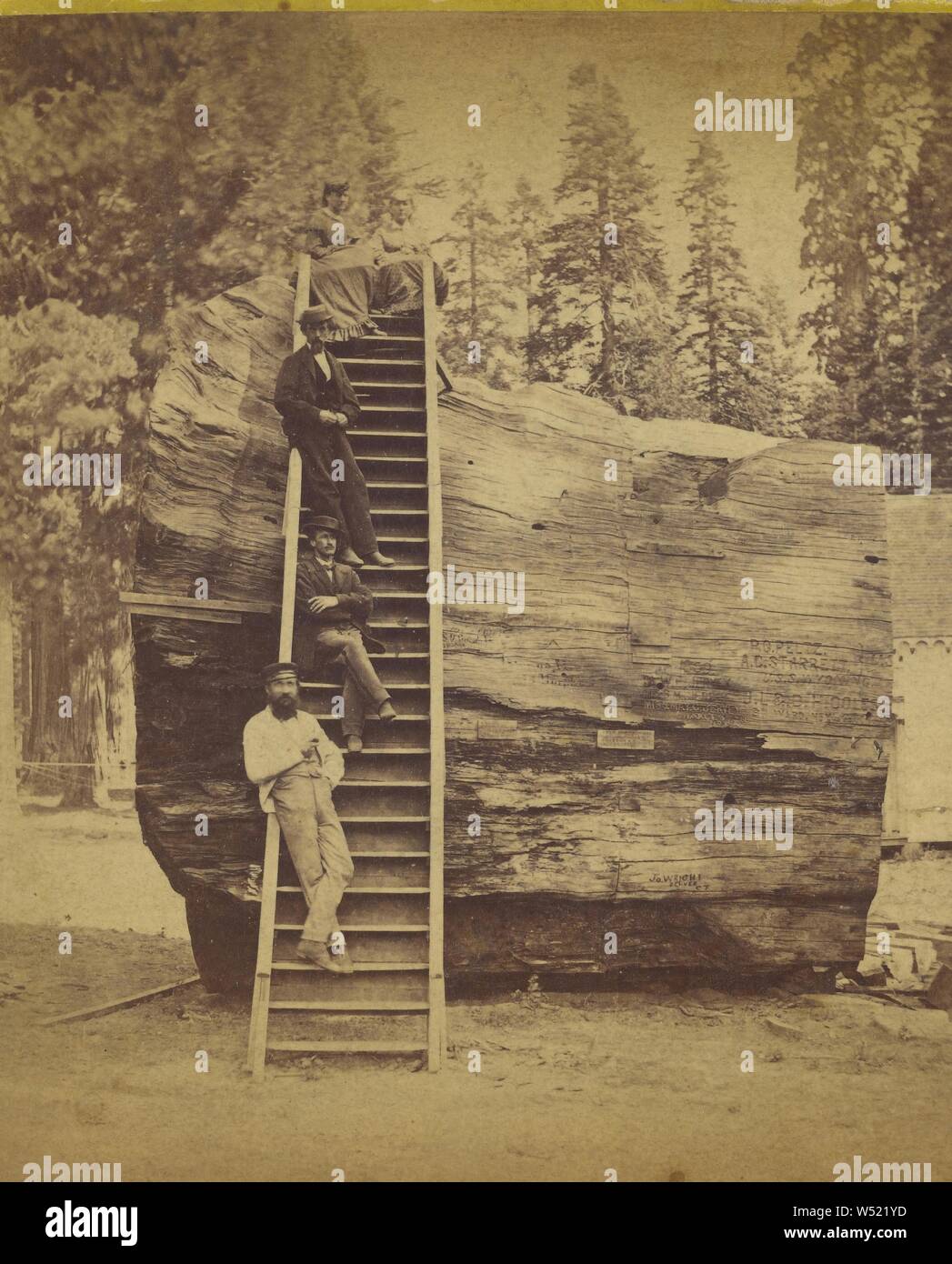 Section of the Original Big Tree, 92 ft. in circumference. Mammoth ...